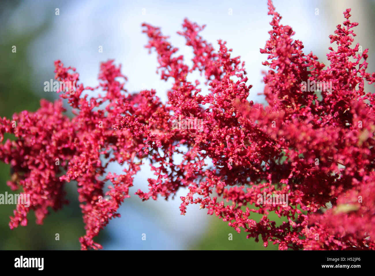 Close up Astilbe red flower with green background Stock Photo - Alamy