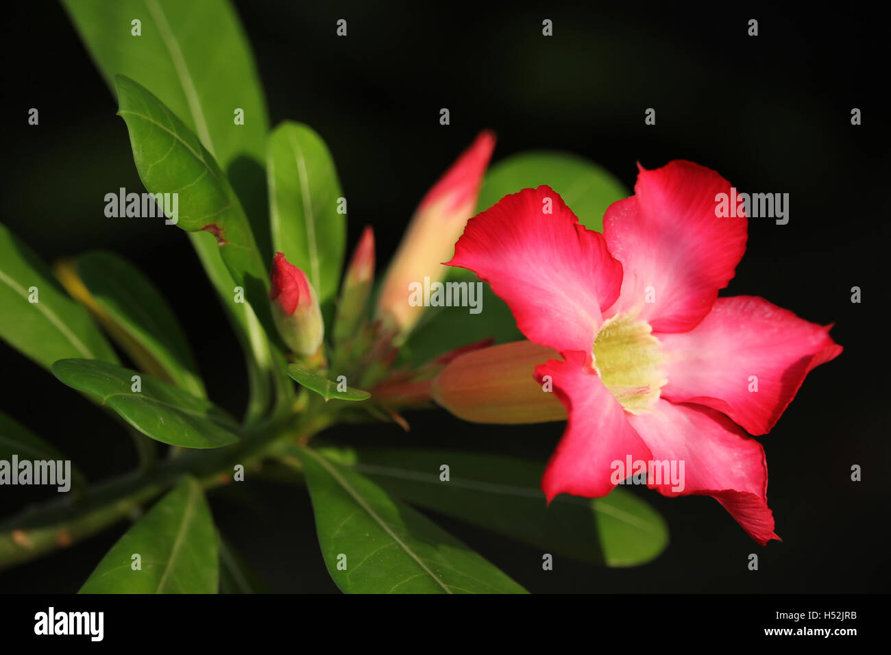 Close up of Pink Desert rose flowers Stock Photo - Alamy