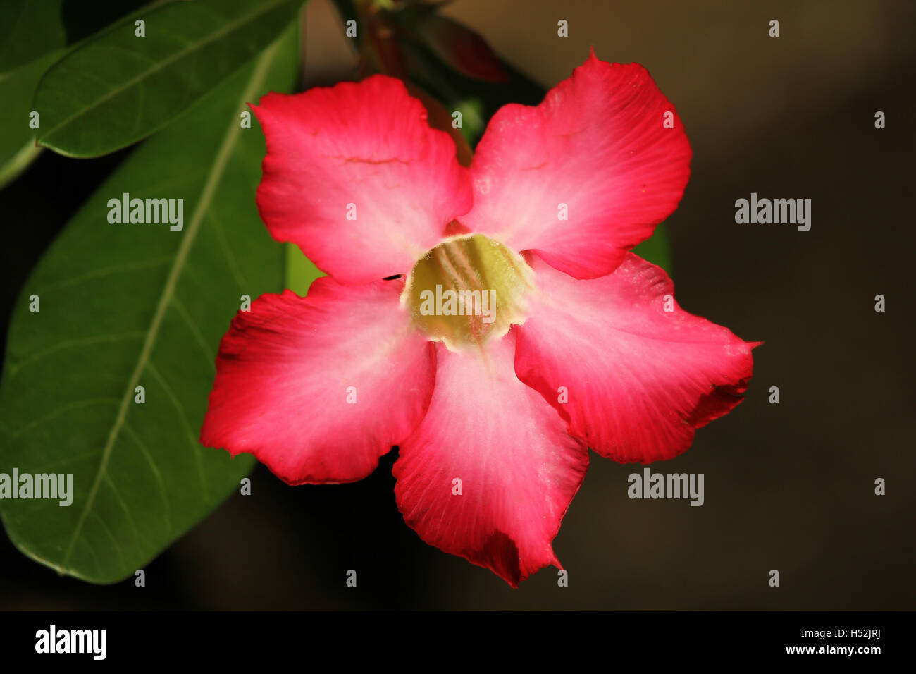 Close up of Pink Desert rose flowers Stock Photo - Alamy