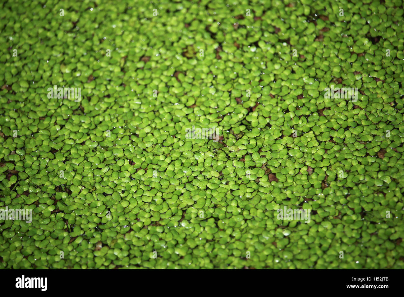 close up of duckweed or genus Lemna Stock Photo - Alamy
