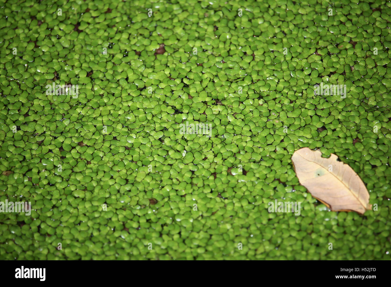 close up of duckweed or genus Lemna Stock Photo - Alamy