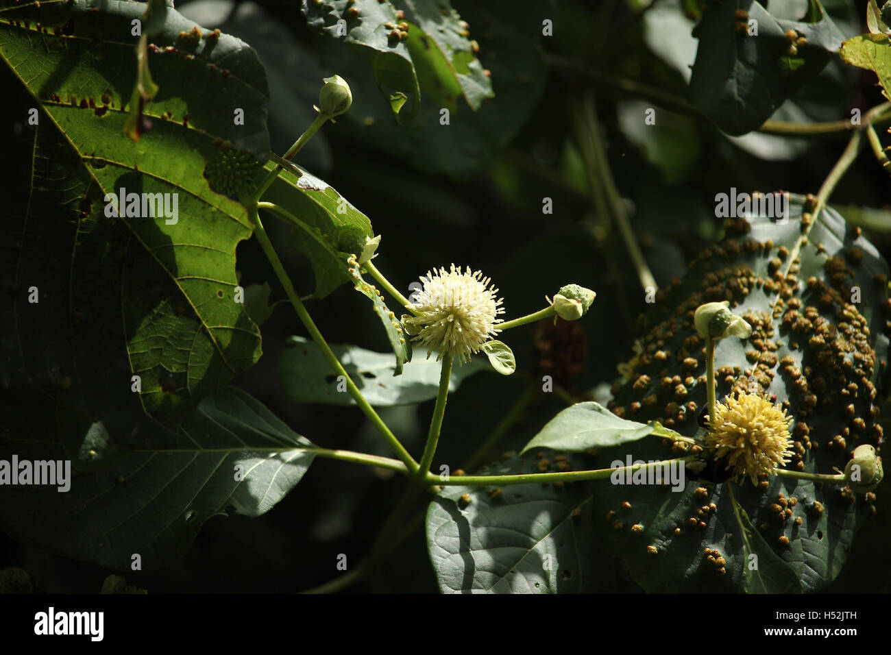 Close up white and yellow flower of teak tree Stock Photo - Alamy