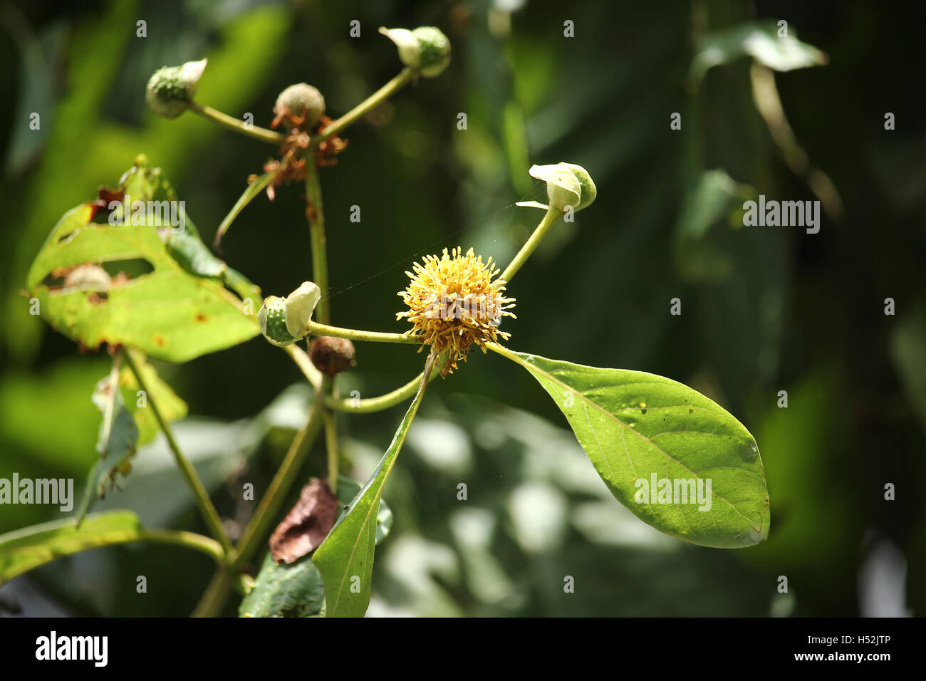 Close up white and yellow flower of teak tree Stock Photo - Alamy