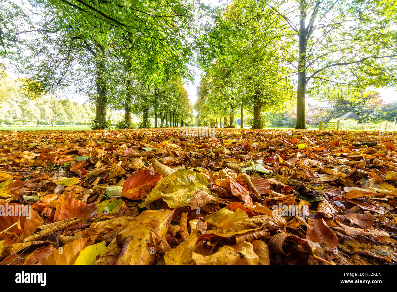 Avenue of lime trees with Autumnal leaves covering the floor at Marbury ...