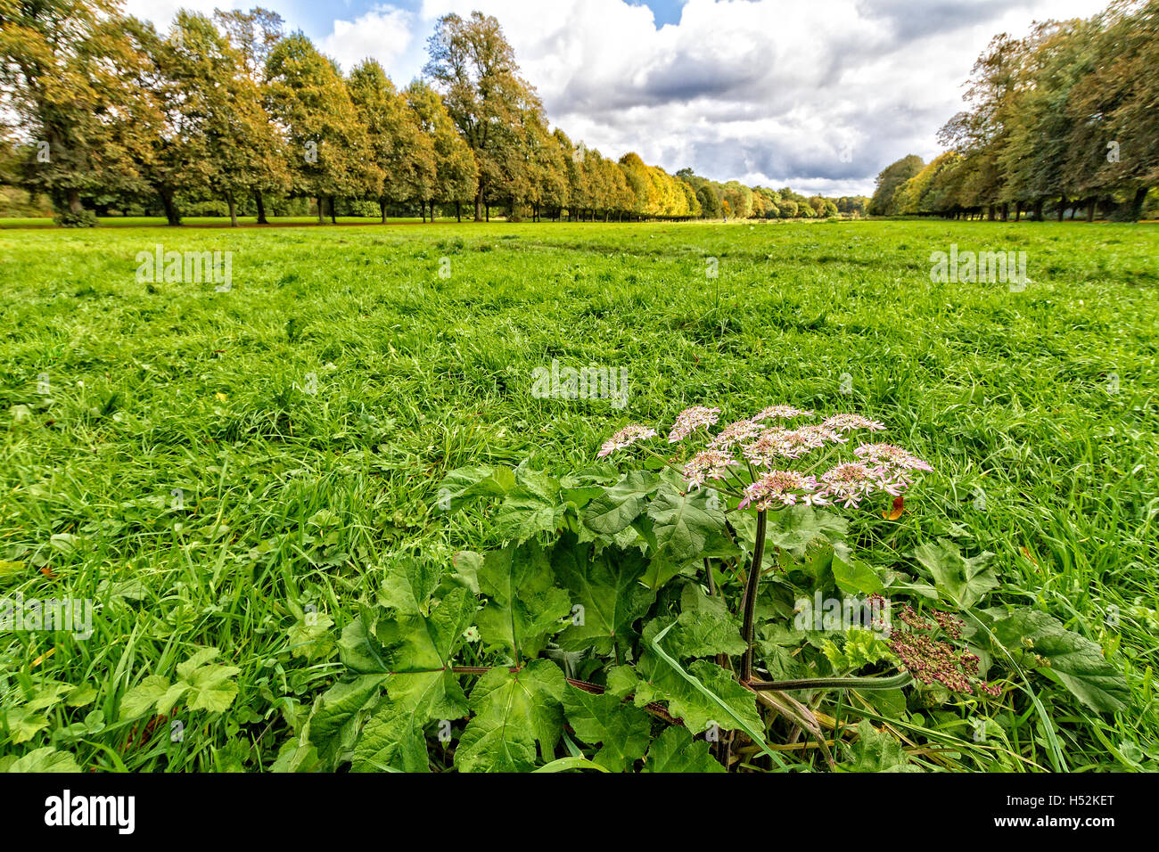 Marbury country park hi-res stock photography and images - Alamy
