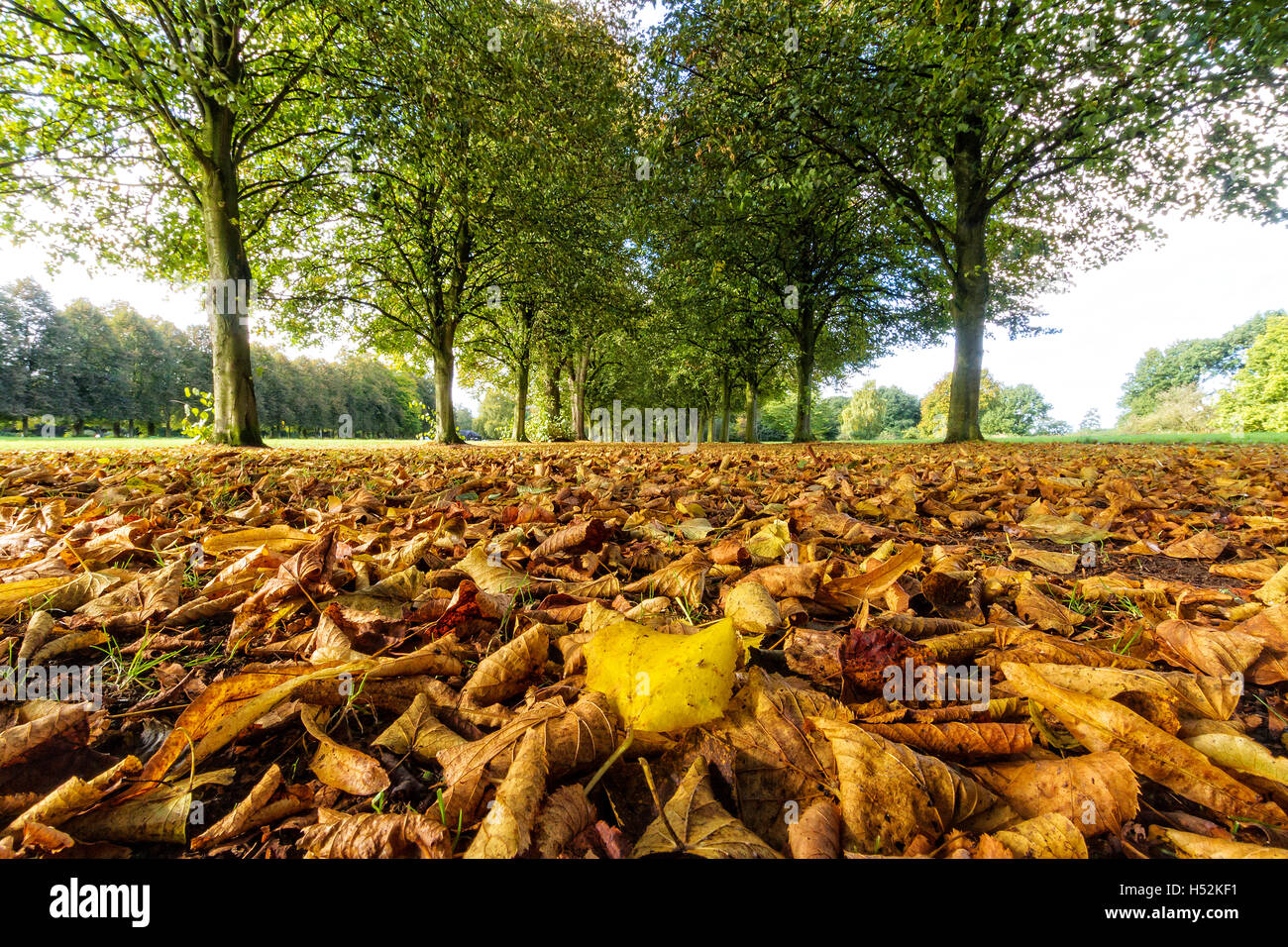 Avenue of lime trees with Autumnal leaves covering the floor at Marbury ...