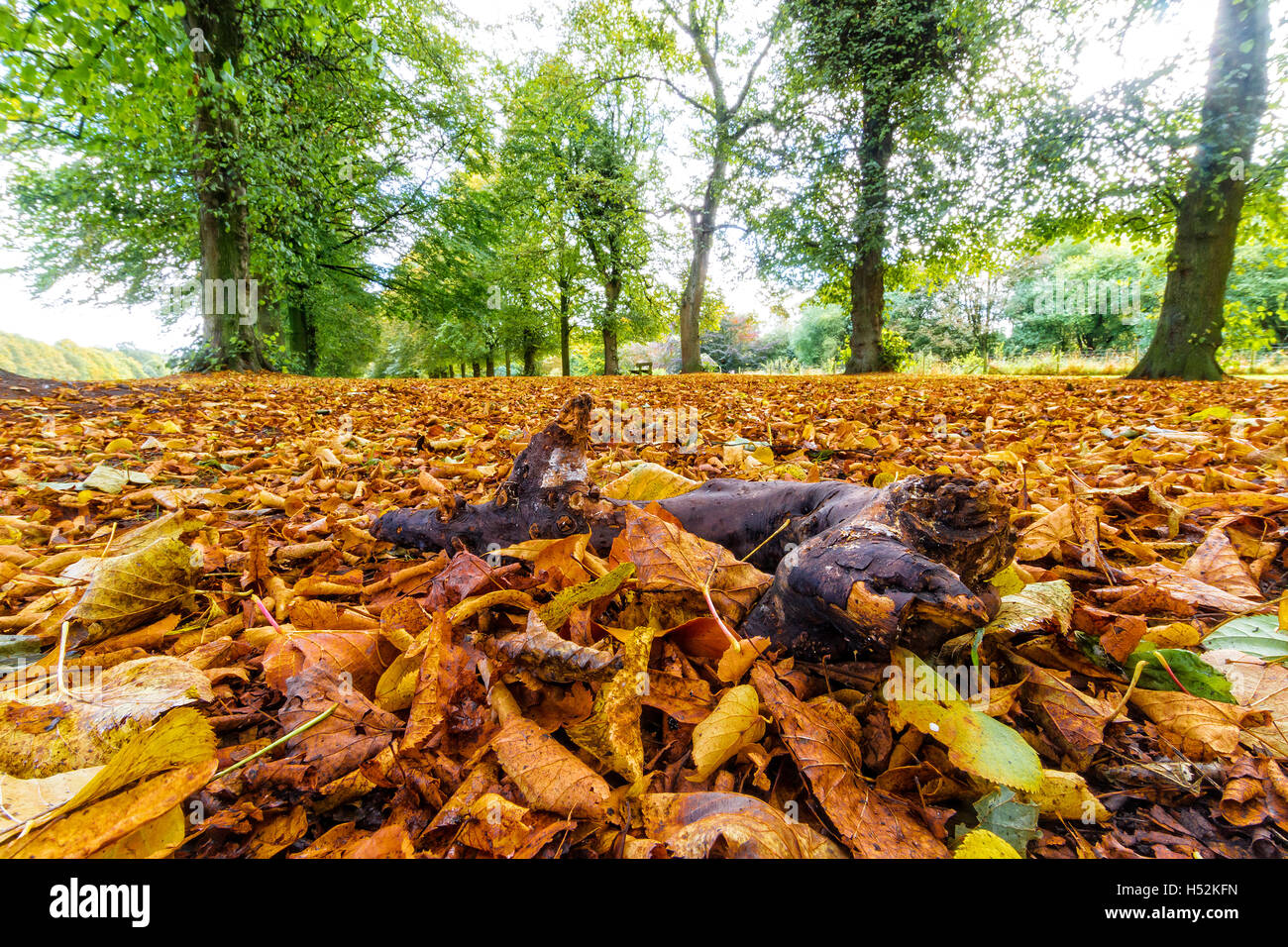 Avenue of lime trees with Autumnal leaves covering the floor and a ...