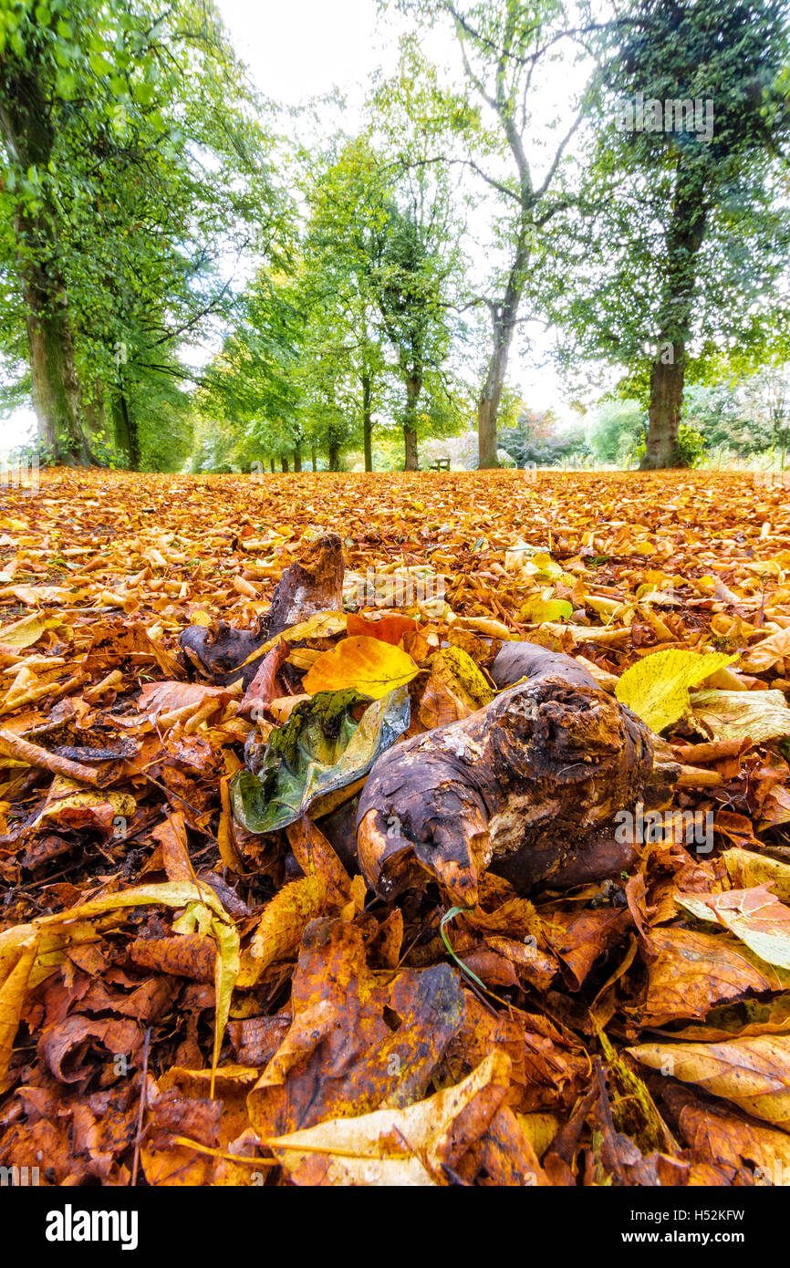 Avenue of lime trees with Autumnal leaves covering the floor and a ...