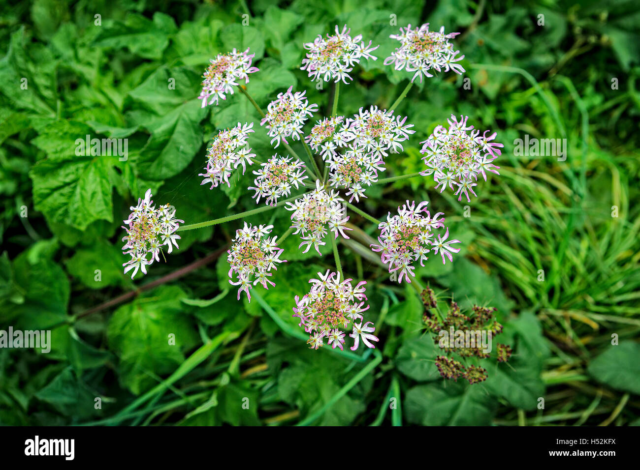 Marbury country park hi-res stock photography and images - Alamy