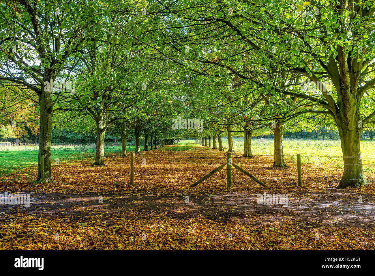 Avenue of lime trees with Autumnal leaves covering the floor at Marbury ...