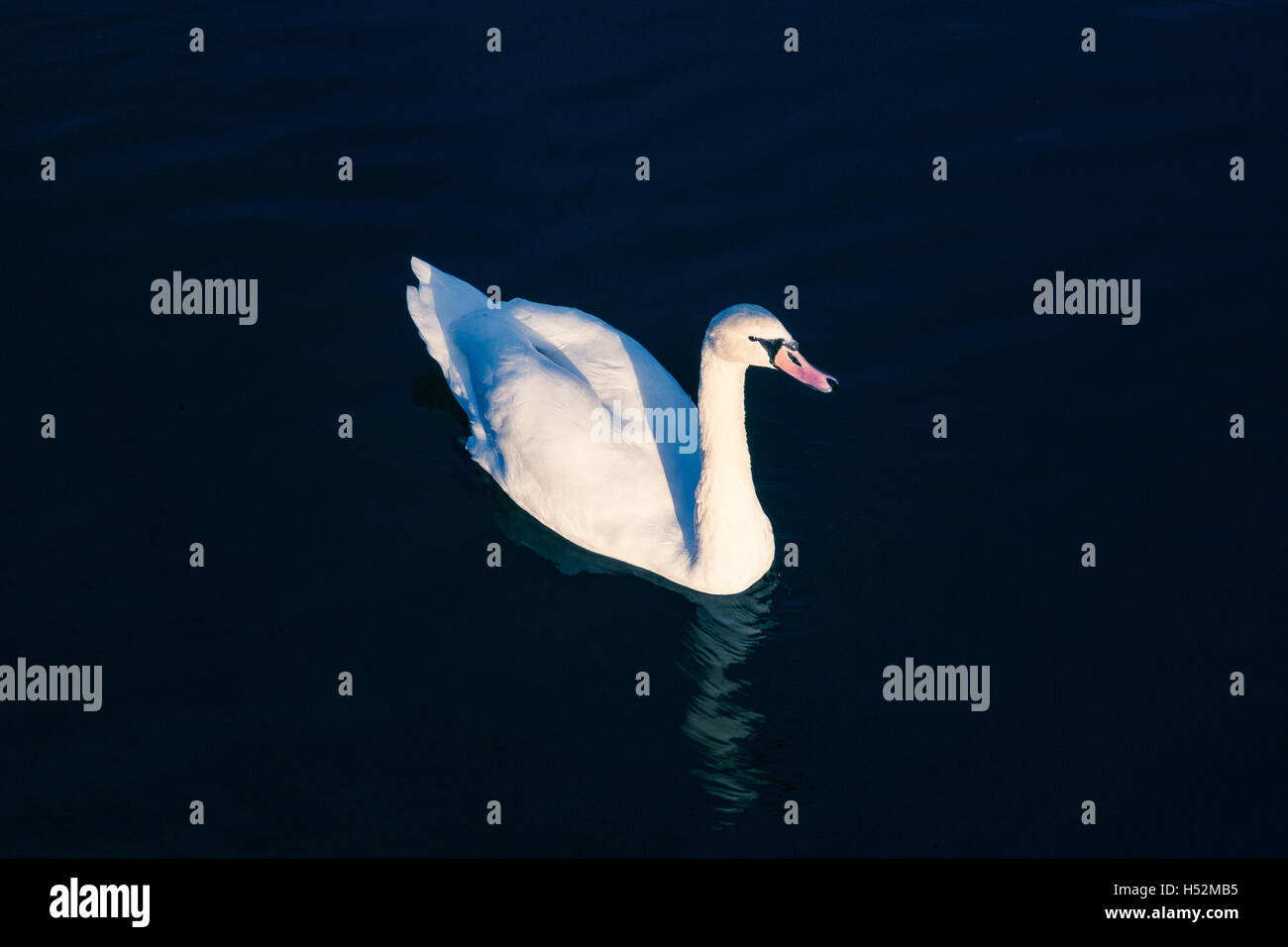 Swan. White . on black. Bright backlit a dark blue water. floating the ...