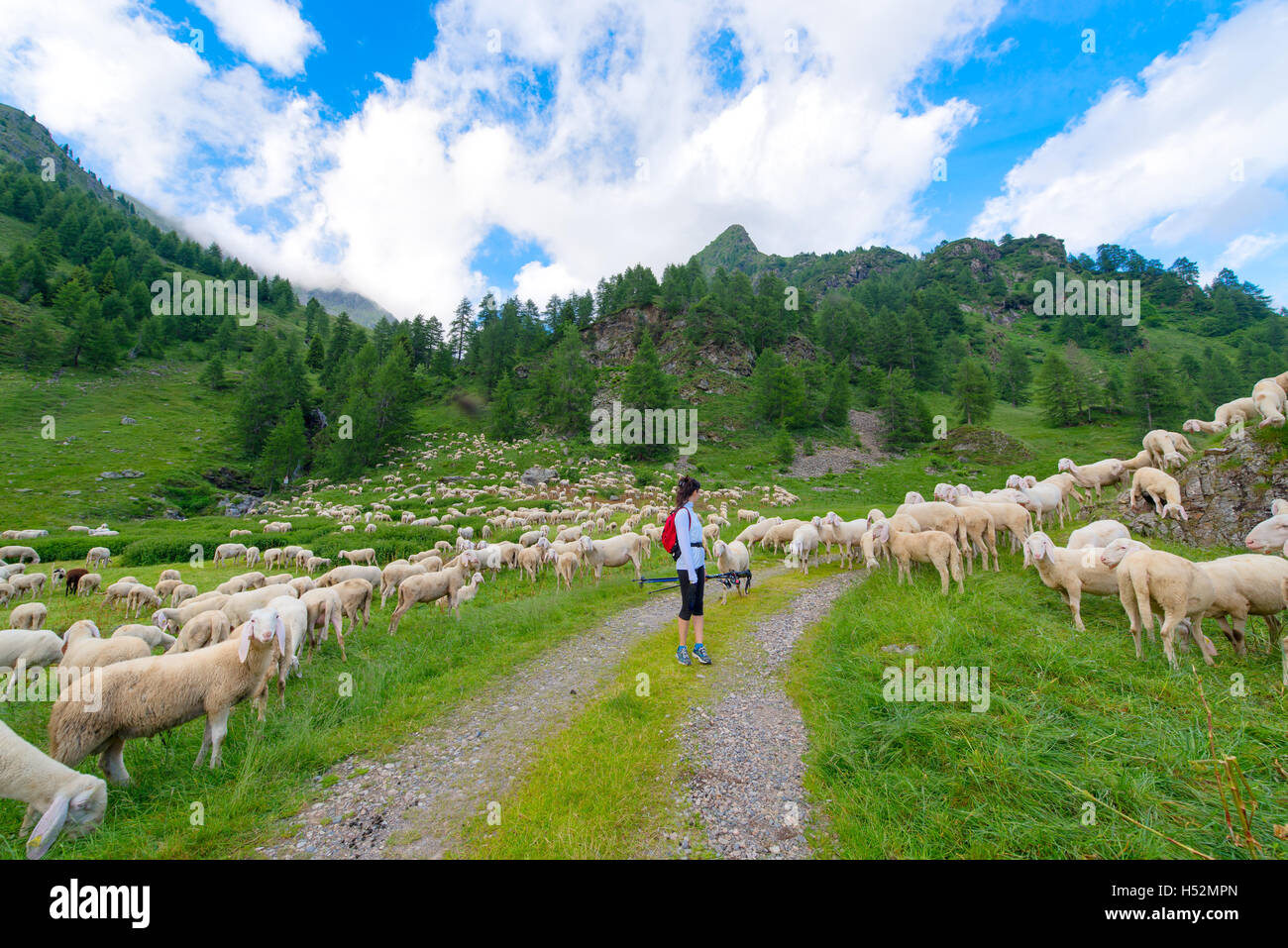 Girl looks transhumance of sheep in the mountains Stock Photo - Alamy