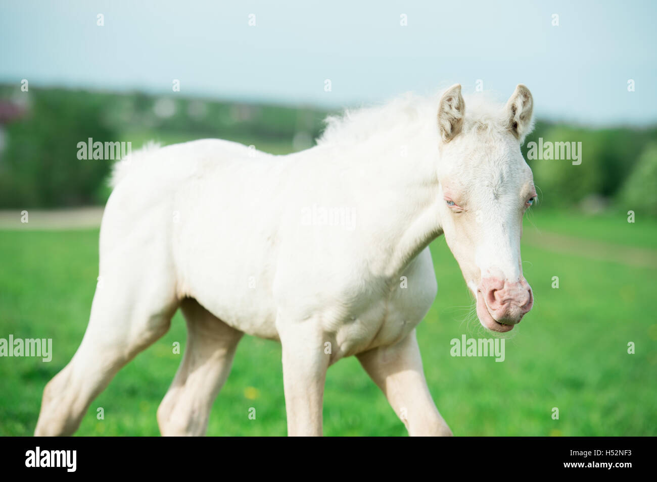 Child Grooming Pony High Resolution Stock Photography and Images - Alamy