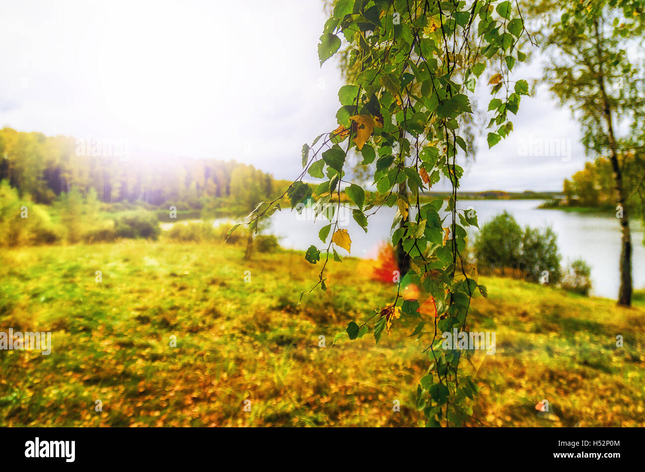 Golden autumn in the month of October in a beautiful forest Stock Photo ...