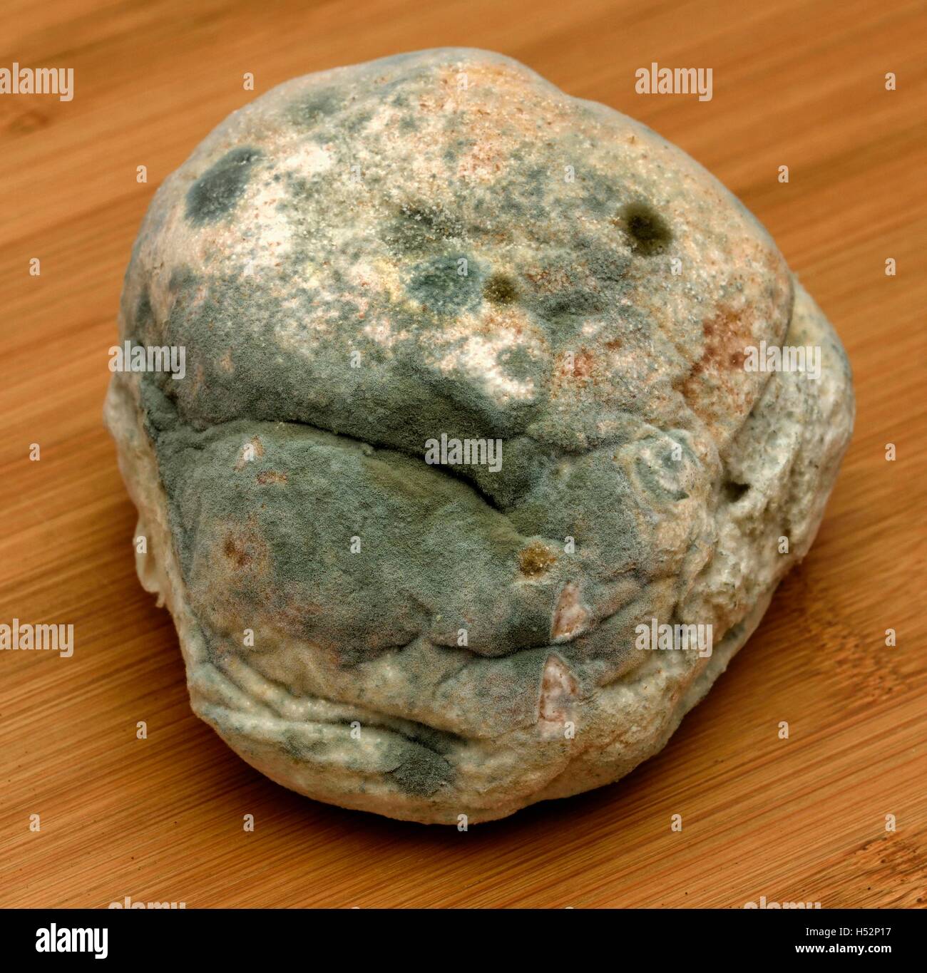 Penicillium fungus on bread hi-res stock photography and images - Alamy