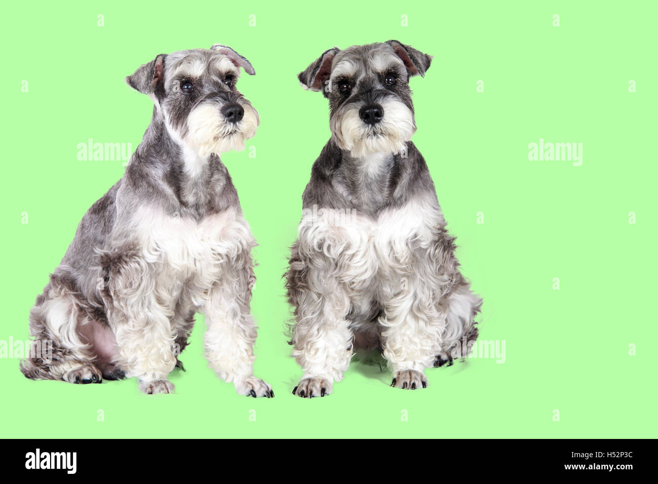 The gray and black miniature schnauzer puppy sitting outdoors Stock ...