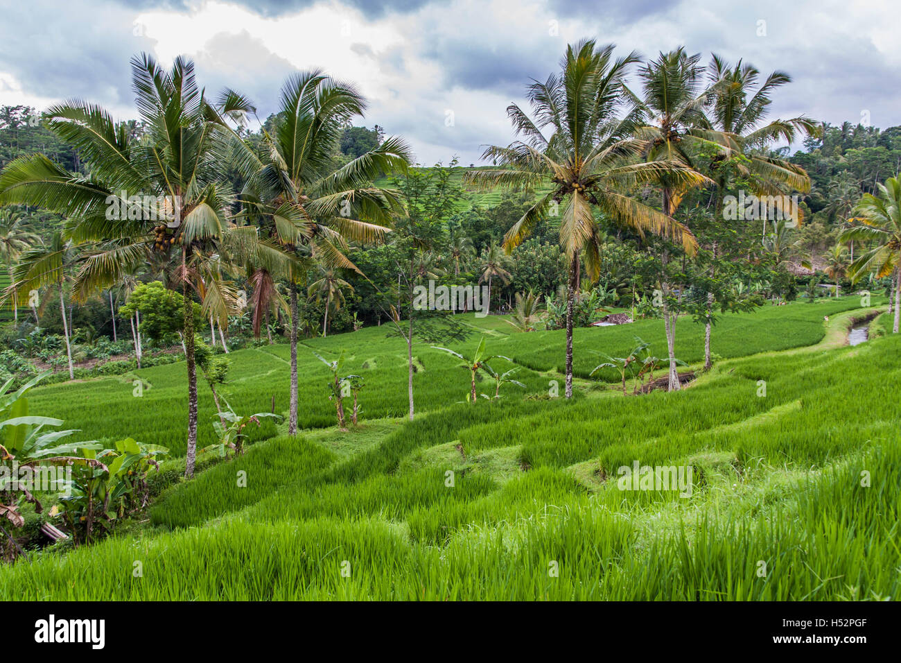 Malaysia rice terrace hi-res stock photography and images - Alamy