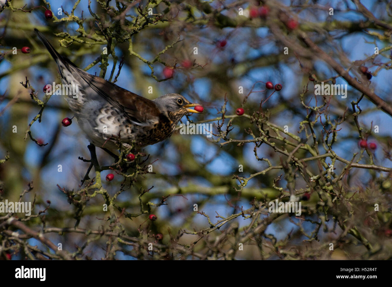 A fieldfare feeding Stock Photo - Alamy