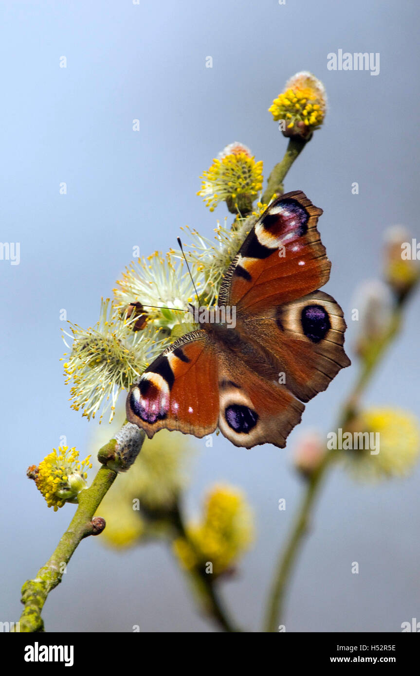 Peacock Butterfly on Willow Stock Photo - Alamy
