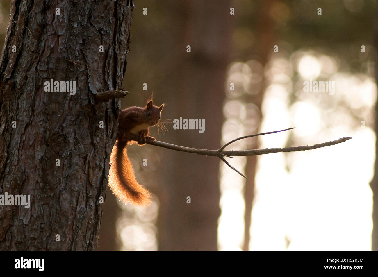 Red squirrel perch Stock Photo - Alamy