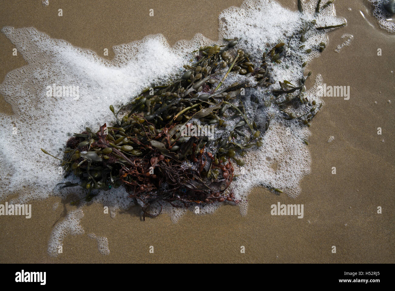 Seaweed covered in foam washed up on Newgale Beach following winter ...