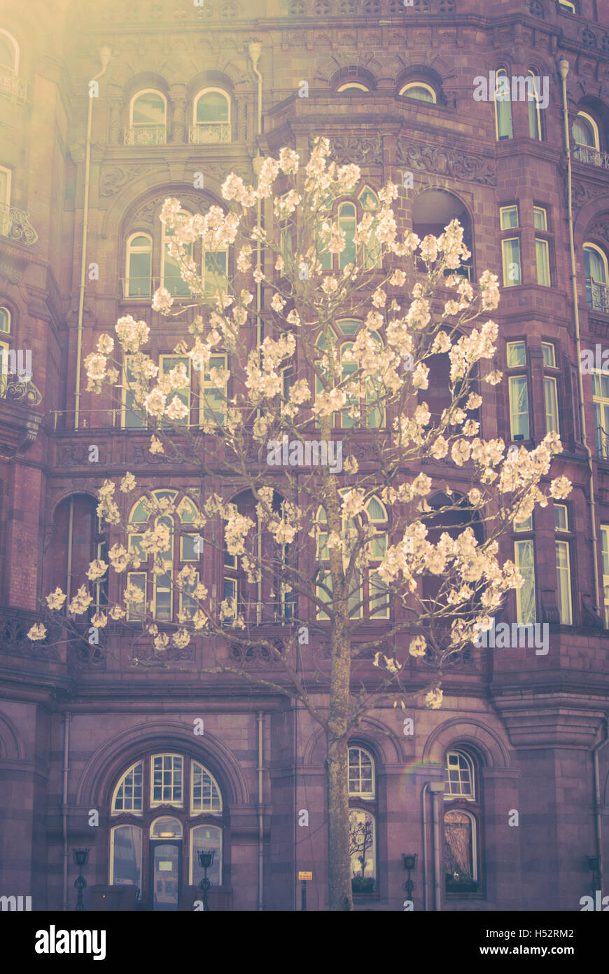 Cherry Tree in blossom outside red brick building with sunlight ...