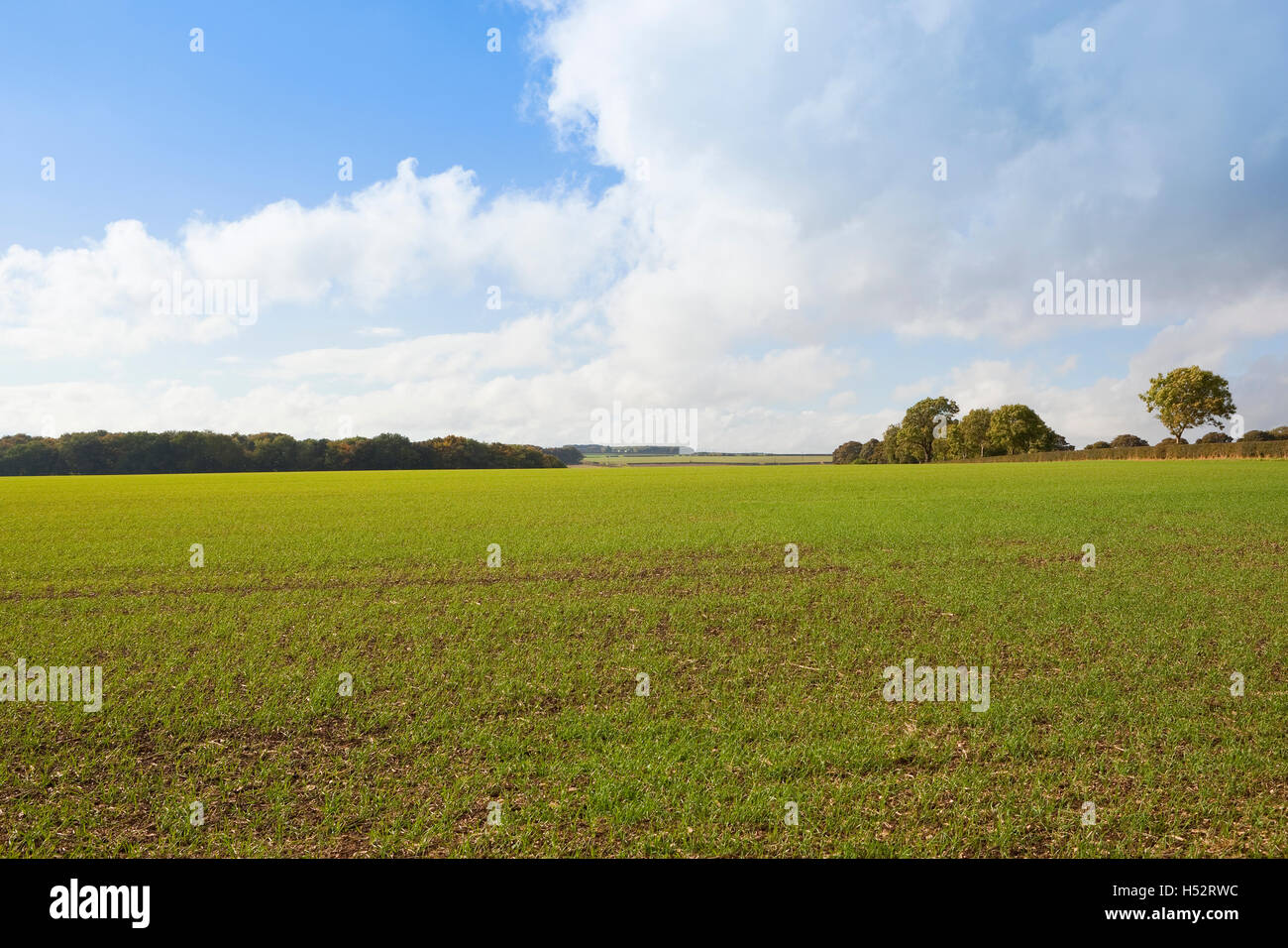 Hedgerows and distant fields hi-res stock photography and images - Alamy
