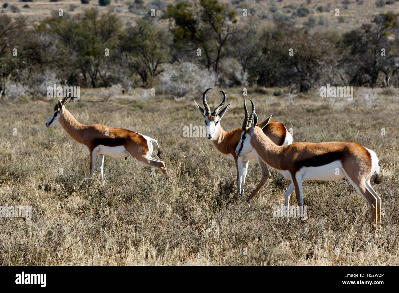 Springbok standing and grazing in the field Stock Photo - Alamy