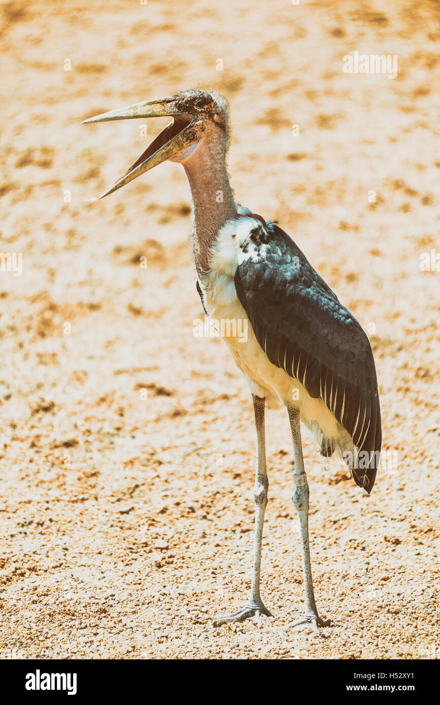 Black and white african stork hi-res stock photography and images - Alamy