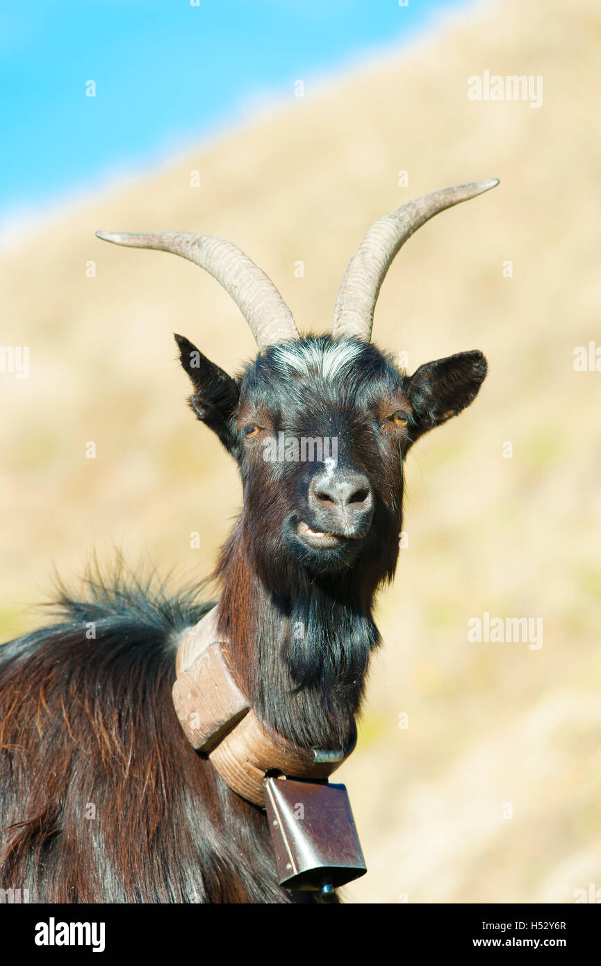Goat ruminant with cowbell Stock Photo - Alamy