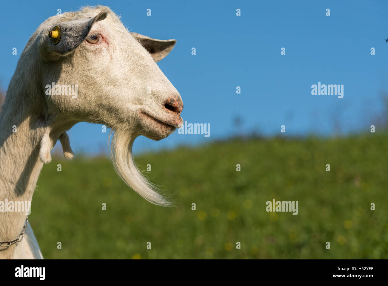 Goat with beard Stock Photo - Alamy