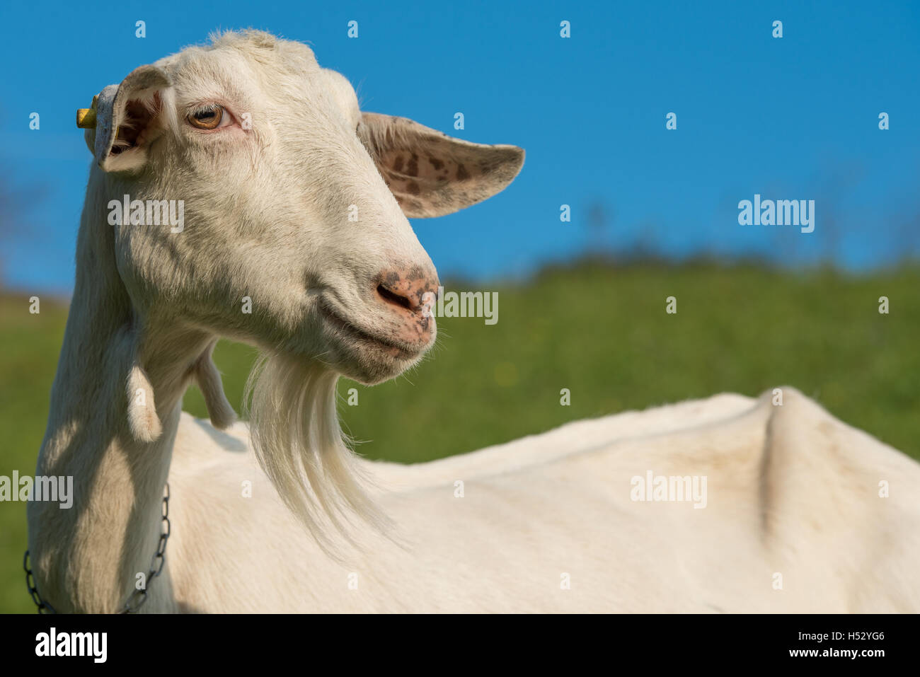 Goat with beard Stock Photo - Alamy