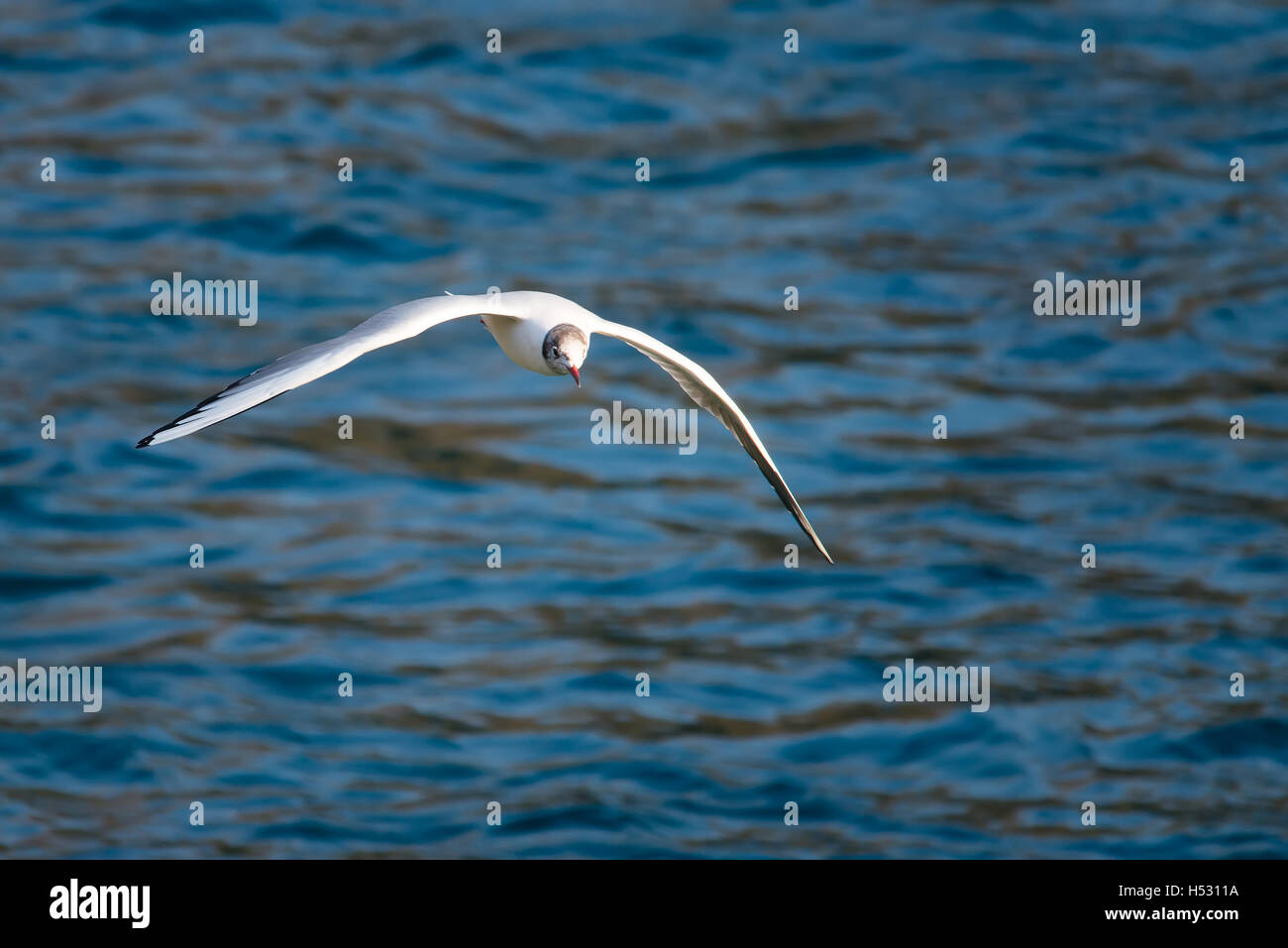Seagull birds fly over water hi-res stock photography and images - Alamy