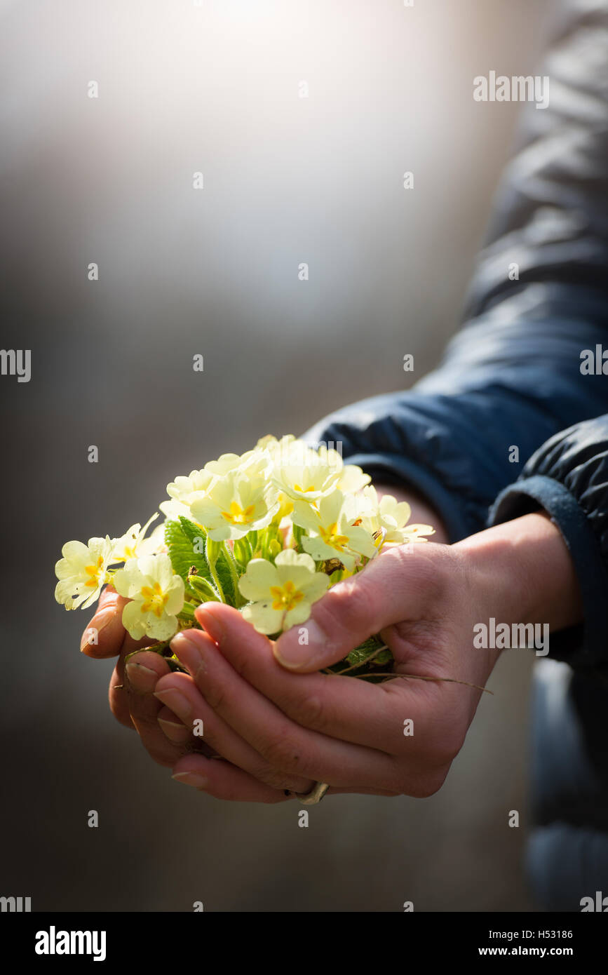 Hand full of primroses Stock Photo - Alamy