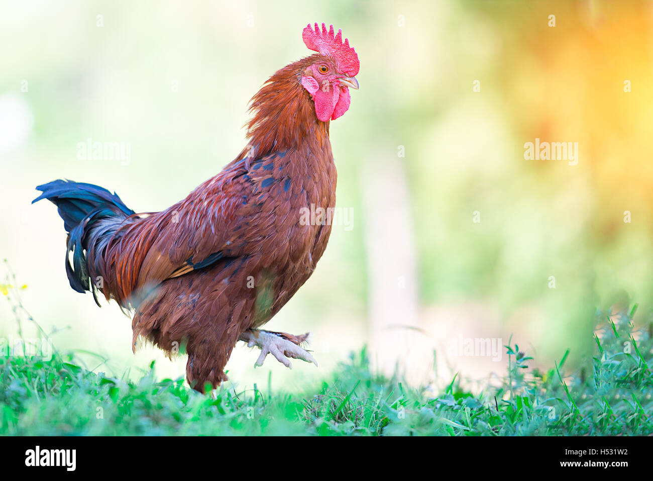 Hen with paw raised in the meadow Stock Photo - Alamy