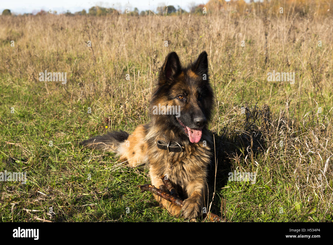 Happy favourite handsome pure hi-res stock photography and images - Alamy