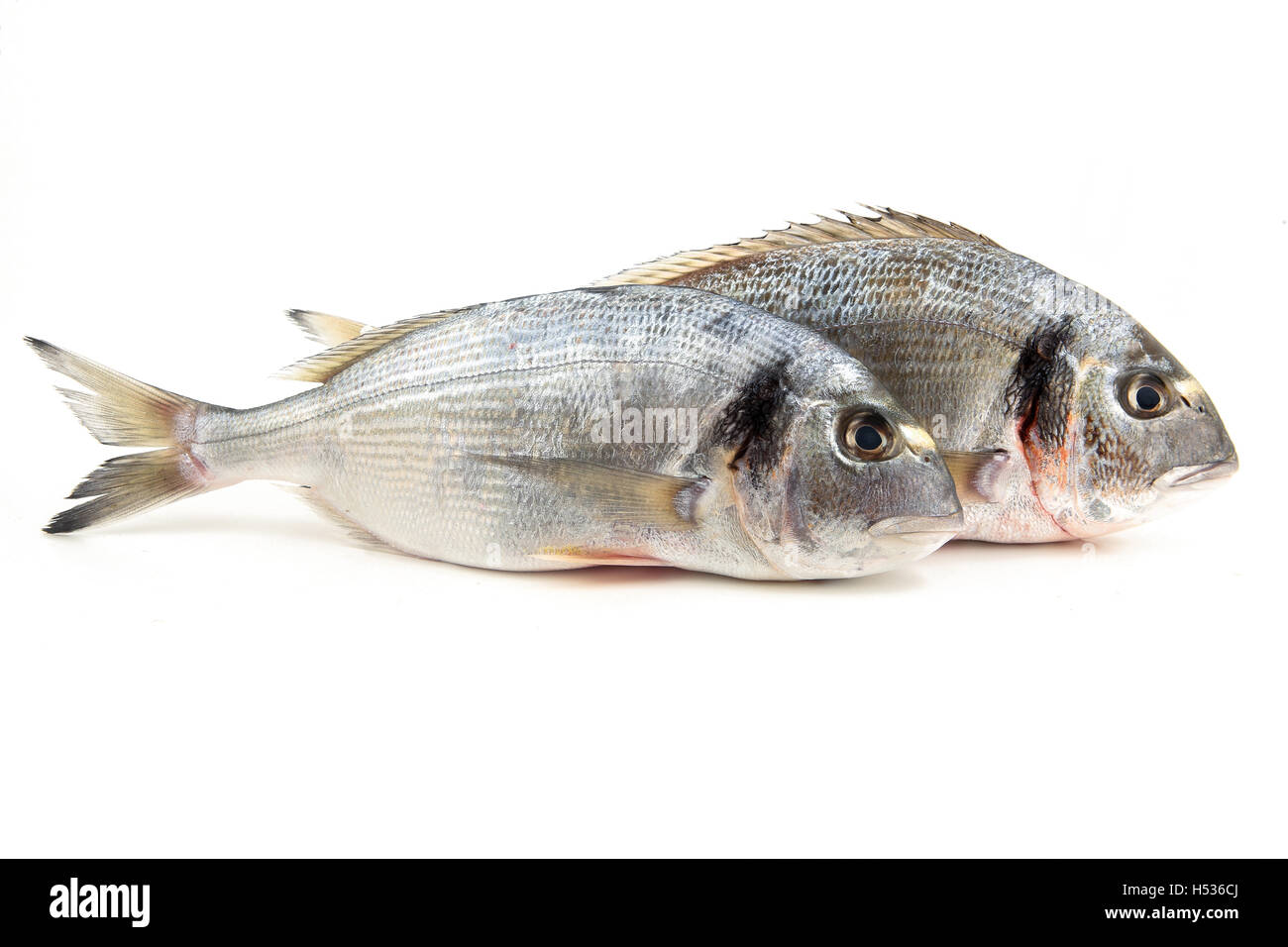 Some of Gilthead sea breams isolated on white background Stock Photo ...