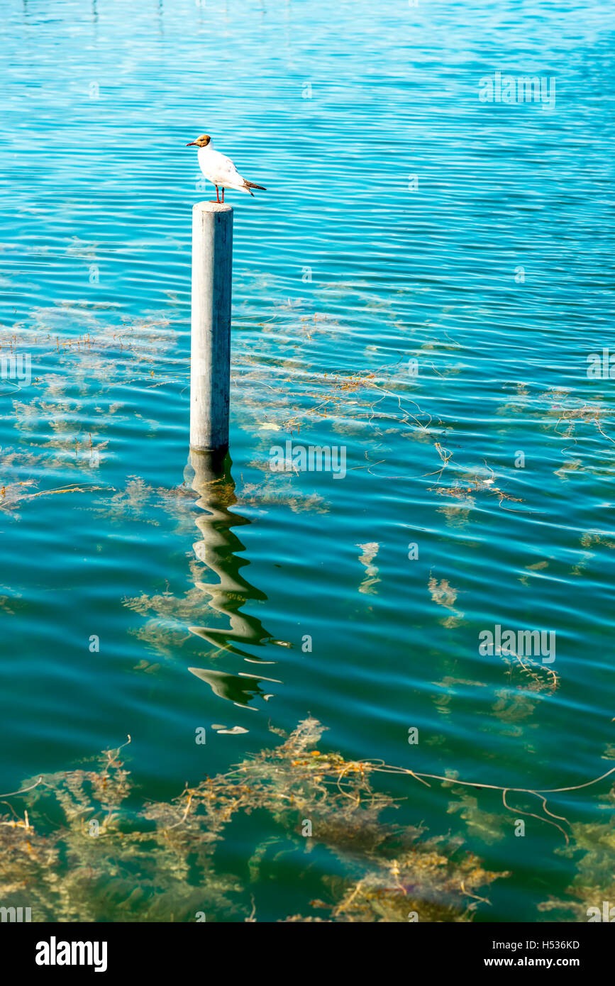 Sea bird on the stick Stock Photo - Alamy