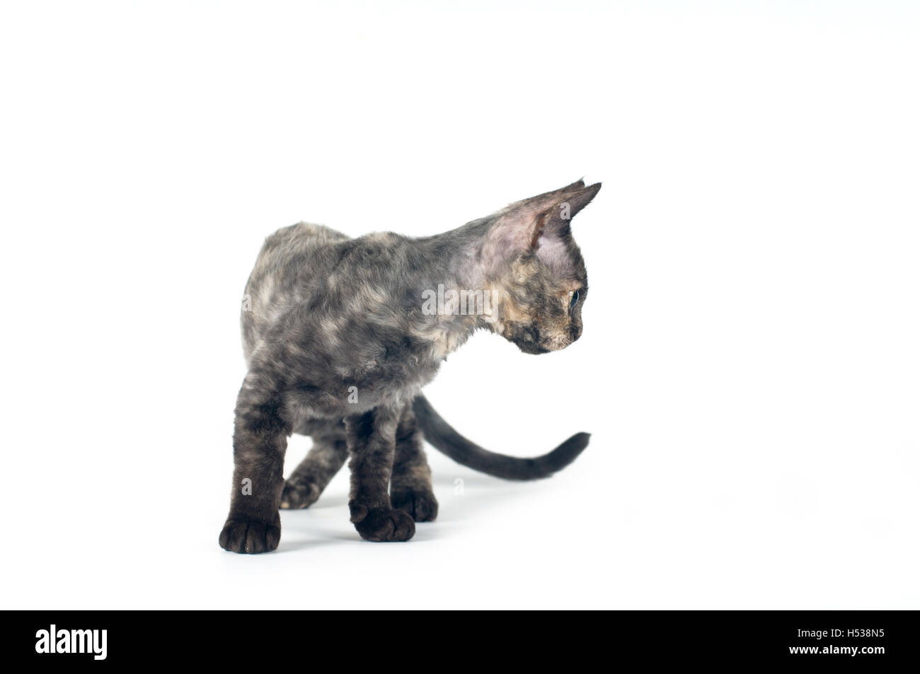 Devon rex cat side hi-res stock photography and images - Alamy