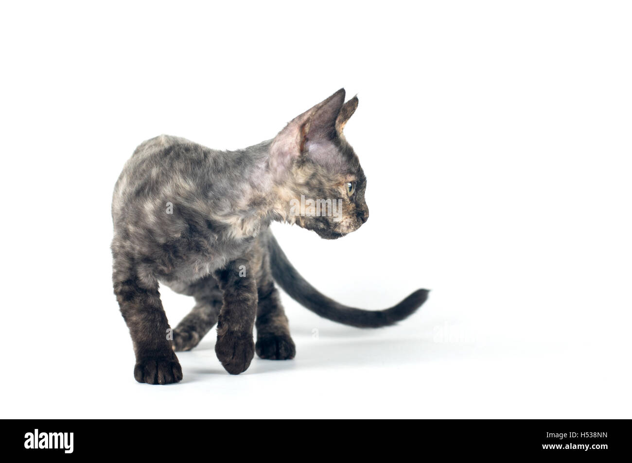 Devon rex cat side hi-res stock photography and images - Alamy
