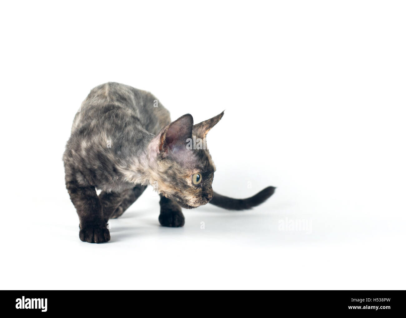 Devon rex cat side hi-res stock photography and images - Alamy