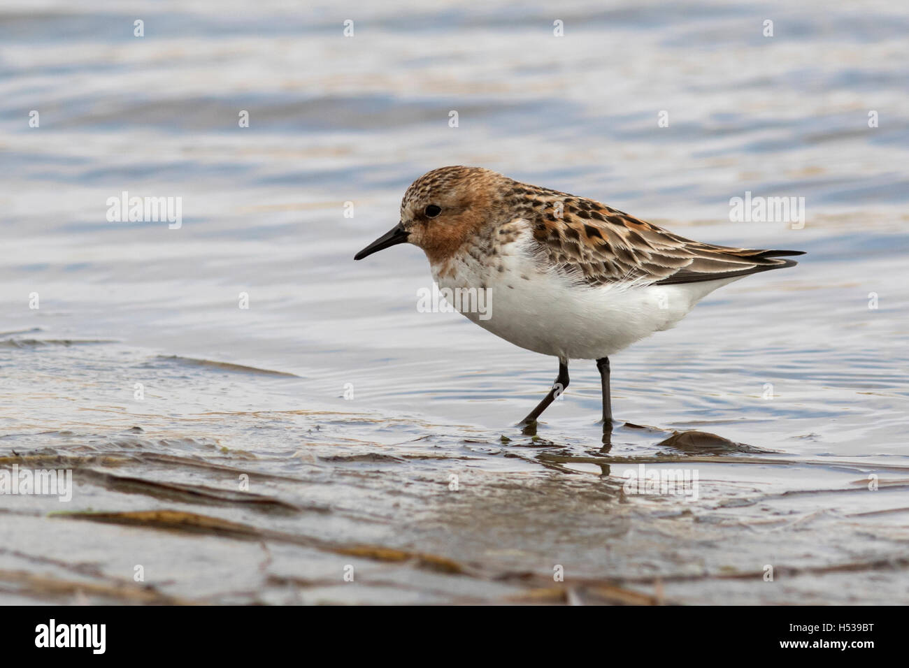 Red necked stint hi-res stock photography and images - Alamy