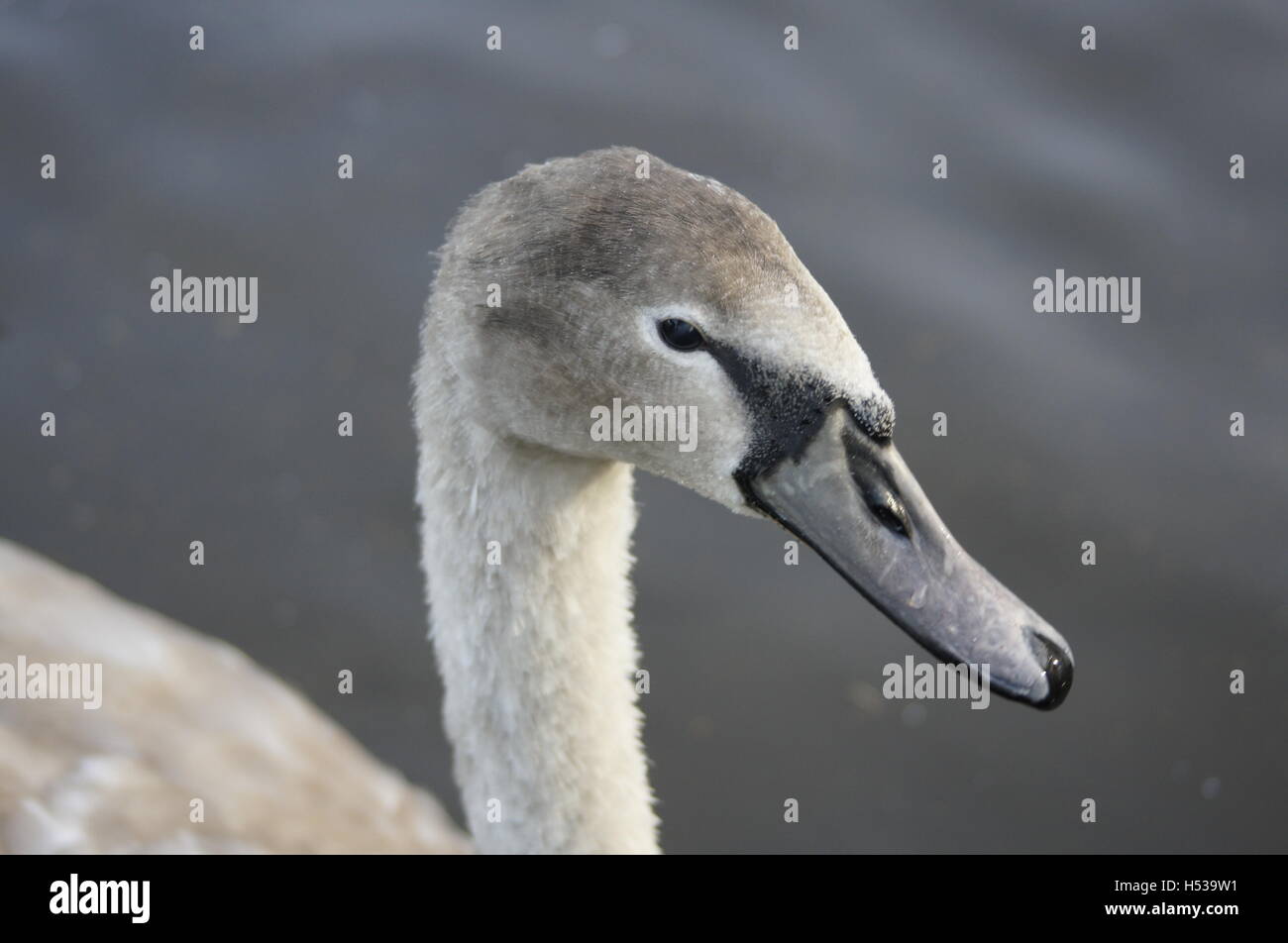 Cygnet at Golden Acre Park, Leeds Stock Photo - Alamy