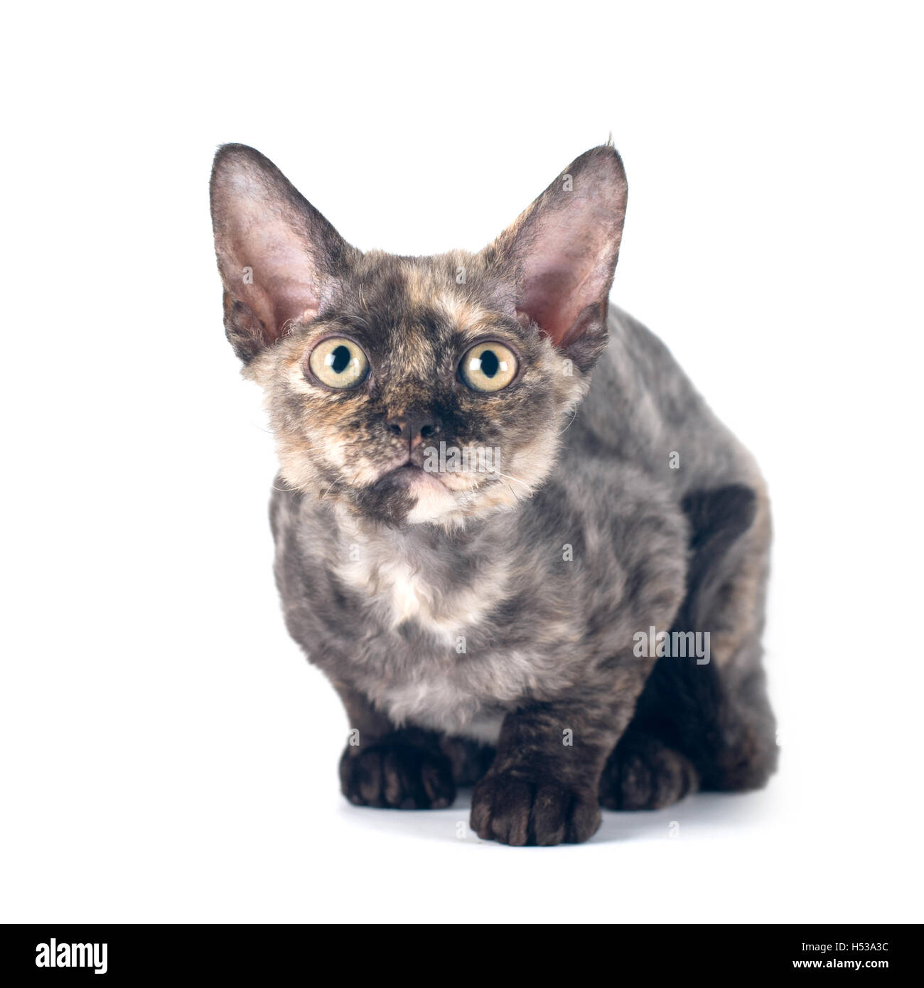 Devon rex kitten Cut Out Stock Images & Pictures - Alamy