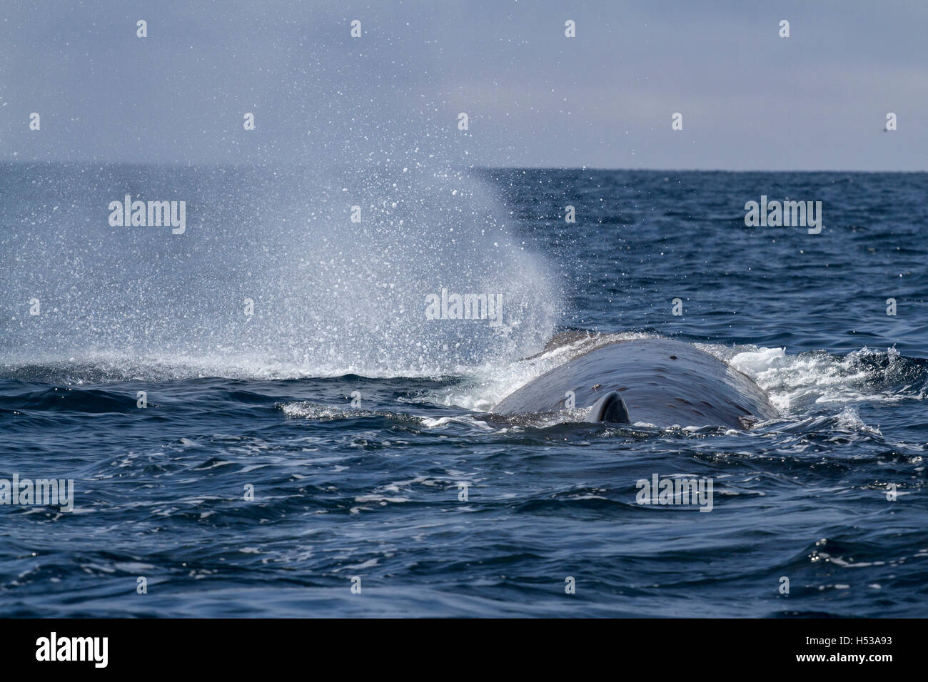 sperm whale produces a fountain of water before diving in the Pacific ...