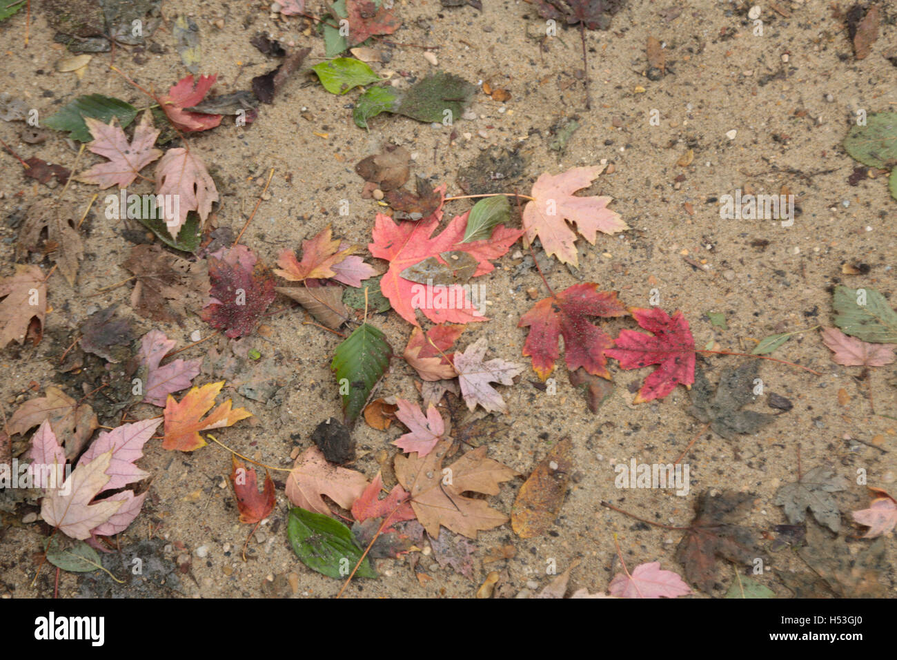 Random leaves hi-res stock photography and images - Alamy