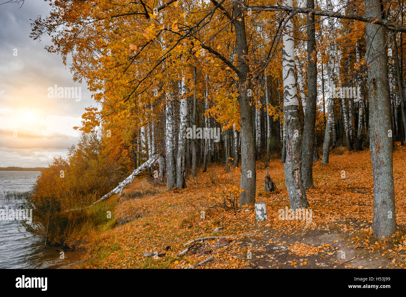 Golden autumn in the month of October in a beautiful forest Stock Photo ...