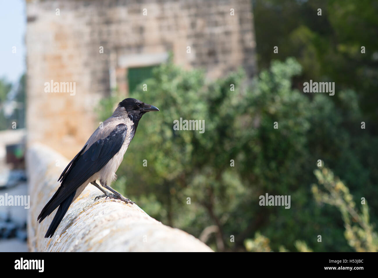 Hooded Crow in Jerusalem Israel Stock Photo - Alamy