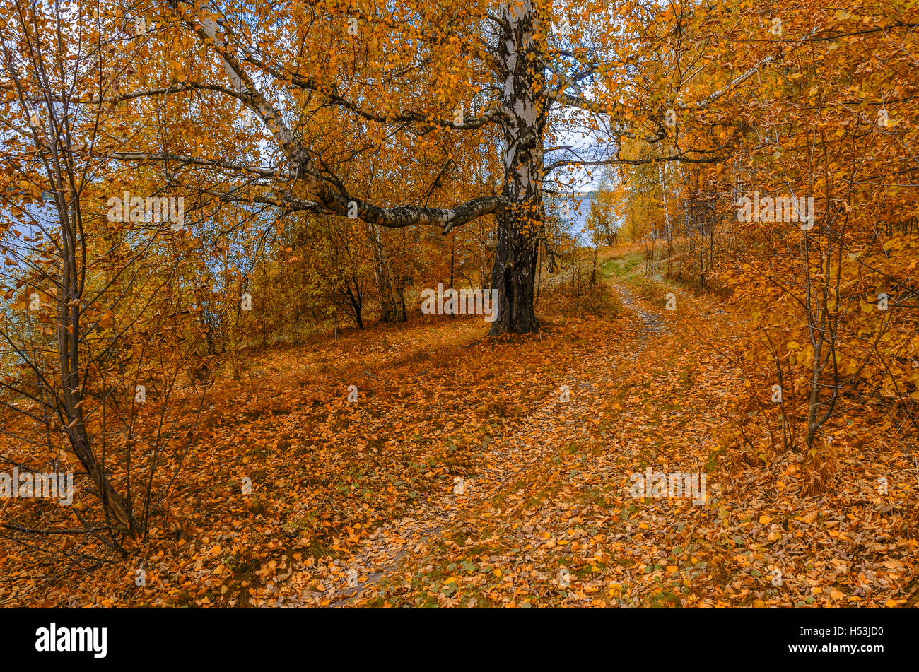 Golden autumn in the month of October in a beautiful forest Stock Photo ...