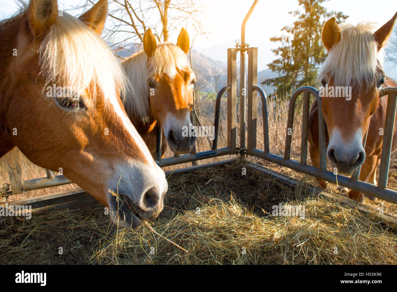 Horses eat grass from the manger Stock Photo - Alamy